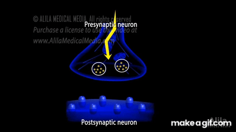 Neuroscience basics: Synaptic transmission - Chemical synapse ...