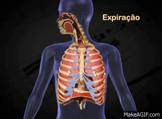 Animação 3D sobre o processo de respiração on Make a GIF
