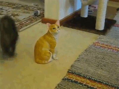 catgifcentral: Don’t just sit there acting all stiff. FIGHT... on Make ...