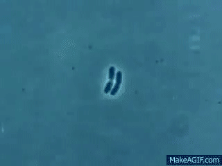Bacteria Multiplying on Make a GIF