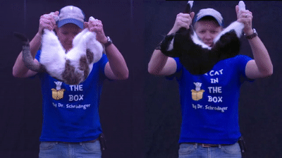 Dual Cat Drop in Slow Motion (Righting Reflex) on Make a GIF