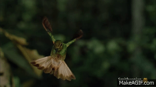 Stunning Slo-Mo Footage of Hummingbirds Hovering in Air on Make a GIF