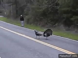 Turkeys Chase Man, Ready to Attack on Make a GIF