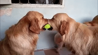 Three Cute Golden Retrievers Hug Over Tennis Ball (Storyful, Dogs) on ...