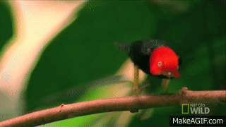 Birds "Moonwalk" to Impress the Ladies | World's Weirdest on Make a GIF