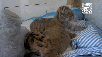 3 Malayan Tiger Cubs in the Nursery - Cincinnati Zoo on Make a GIF