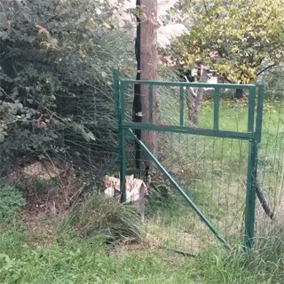 Inseparable with the Toy on Make a GIF