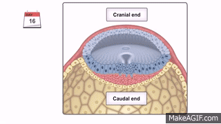 General Embryology Detailed Animation On Gastrulation