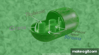3d animation of photosynthesis| light reaction| Dark reaction| calvin ...