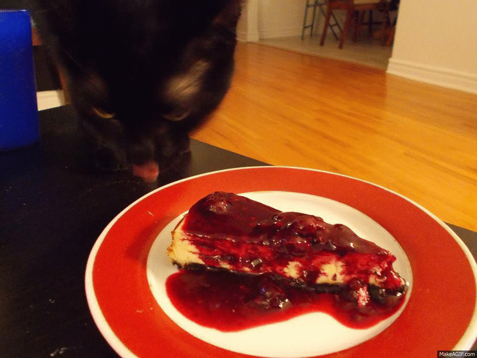 cat+cheesecake on Make a GIF