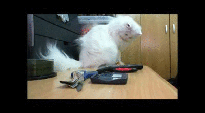 cats pushing things on Make a GIF
