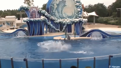 The Complete 2016 SeaWorld "Blue Horizons" Dolphin Show on Make a GIF