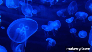 Jellyfish Aquarium Relaxing Music For Sleep Study Meditation Yoga