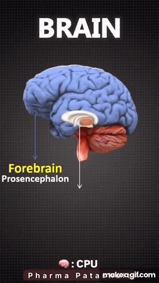 Brain parts |Brain |parts of brain |forebrain |midbrain |hindbrain on ...