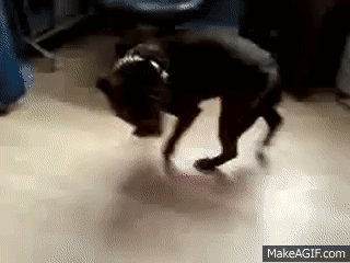 Mad Dog Chasing Tail on Make a GIF