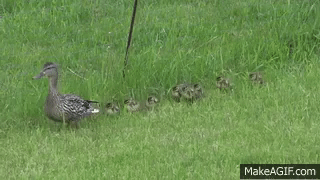 Baby Duckling Gif