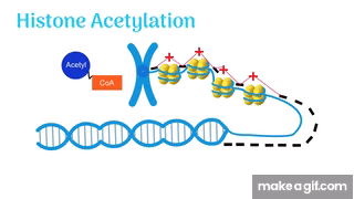 Histone Acetylation (Animation) on Make a GIF