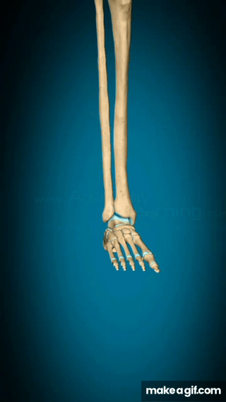Inversion and eversion of ankle joint on Make a GIF