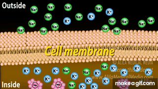 Membrane Potential, Equilibrium Potential and Resting Potential ...