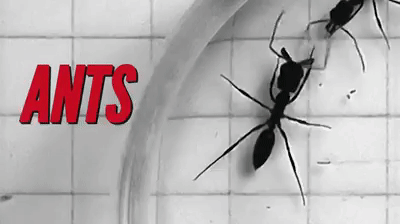 The Fastest Fighting Ants on Make a GIF