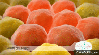 Cancer: Unregulated Cell Division on Make a GIF