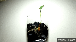 Germination Of A Seed (Time Lapse) on Make a GIF
