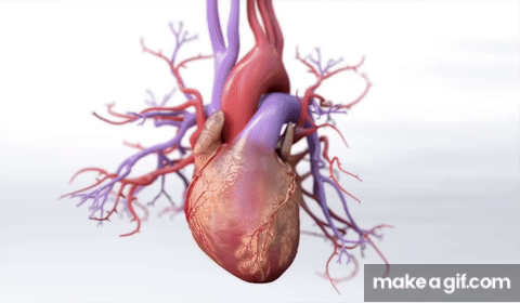 What is Coronary Artery Disease - Mechanism of Disease on Make a GIF