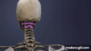 Spinal Motion Segment: C1-C2 (Atlantoaxial Joint) Animation on Make a GIF