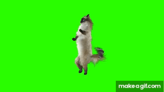 Funny cat dancing, Green Screen no copyright & free download on Make a GIF