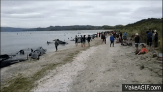 Stranded Whales on Make a GIF