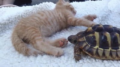 catgifcentral: Wake Up, Kitty. Turtle is Eating Your Toe on Make a GIF