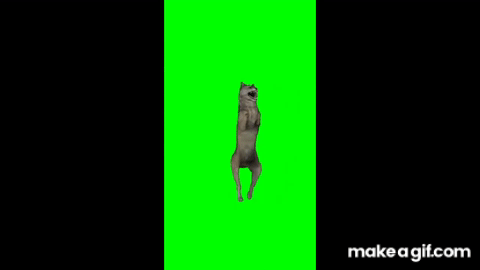 ijbiñij pantalla verde, lobo bailando meme, greenscreen wolf dance on ...