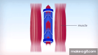 How the muscle pump works on Make a GIF
