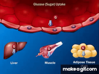 Insulin on Make a GIF
