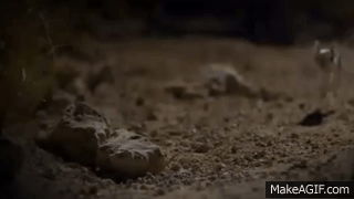 JERBOA - Hopping Desert Rodent, Cute But Deadly!! on Make a GIF