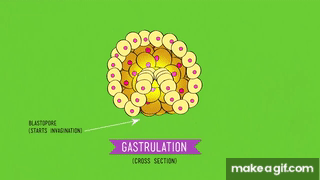 Animal Development: We're Just Tubes - Crash Course Biology #16 on Make ...