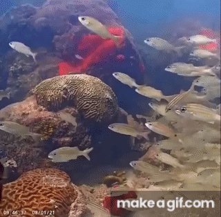 Damselfish Battling on Make a GIF