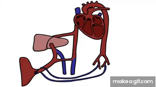 Understanding Fetal Circulation on Make a GIF