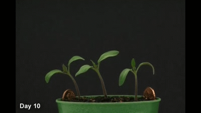 Time Lapse - Tomato Plant HD on Make a GIF