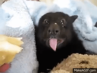 BAT EATING BANANA - BATZILLA - www.bats.org.au on Make a GIF