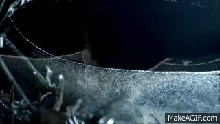 Spore Rain (mushrooms reproduction) on Make a GIF