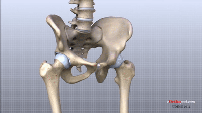 Hip Anatomy Animated Tutorial on Make a GIF