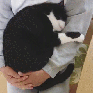 catgifcentral: Cuddling with Human on Make a GIF