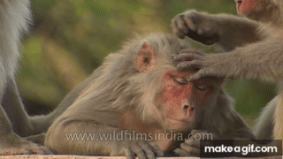 Monkey picking lice from another monkey on Make a GIF