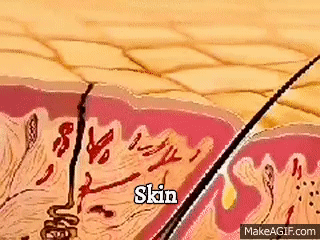 The Human Skin Animation Video on Make a GIF