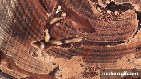 Termitat 1 year later damp wood termites (Zootermopsis angusticolis) on ...