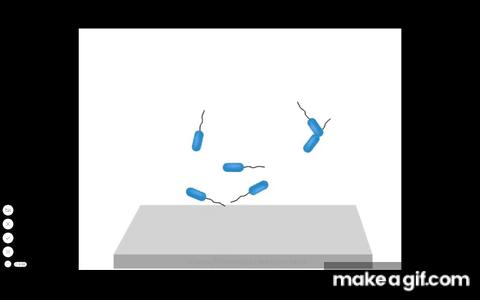 BIOFILM FORMATION on Make a GIF