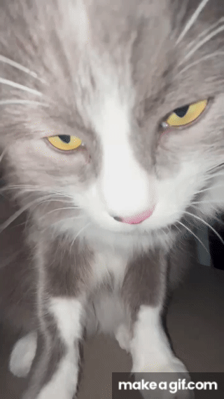 chat this is a cat moment on Make a GIF
