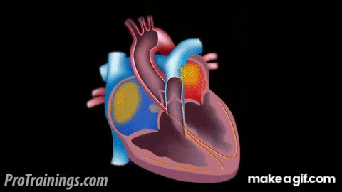 The Cardiac Conduction System on Make a GIF