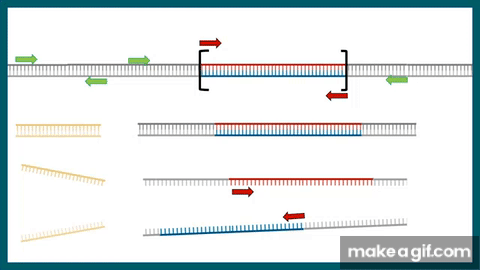 Nested PCR || Principle and usage on Make a GIF
